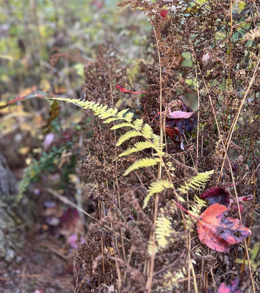 Learning From Nature: Fall Transformations | Daymark Career Coaching